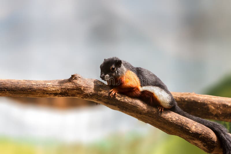 Σκίουρος Prevost στοκ εικόνες. εικόνα από wildlife - 87816006