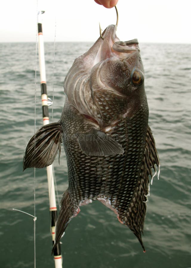 Prey stock image. Image of atlantic, fishing, maryland - 3630637