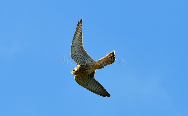 Prey Goshawk Flying Bird.Hawk on the Wing Stock Image - Image of ...