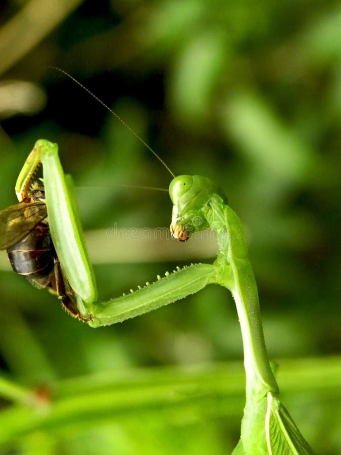 Prey Mantis stock photo. Image of insects, flowers, flies - 37812576