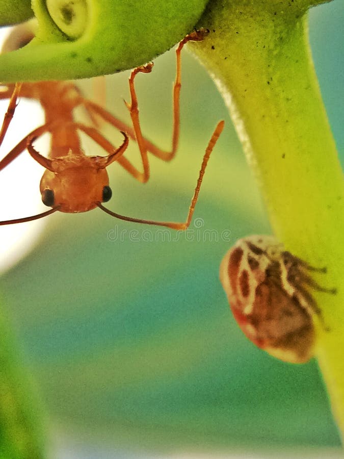 The prey and the predator stock image. Image of insect - 146985433