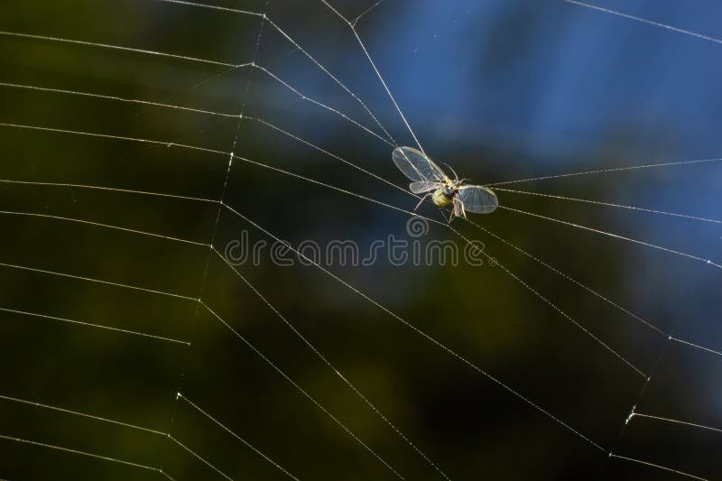The Prey of the Spider in the Web, the Aphid Became Entangled in the ...