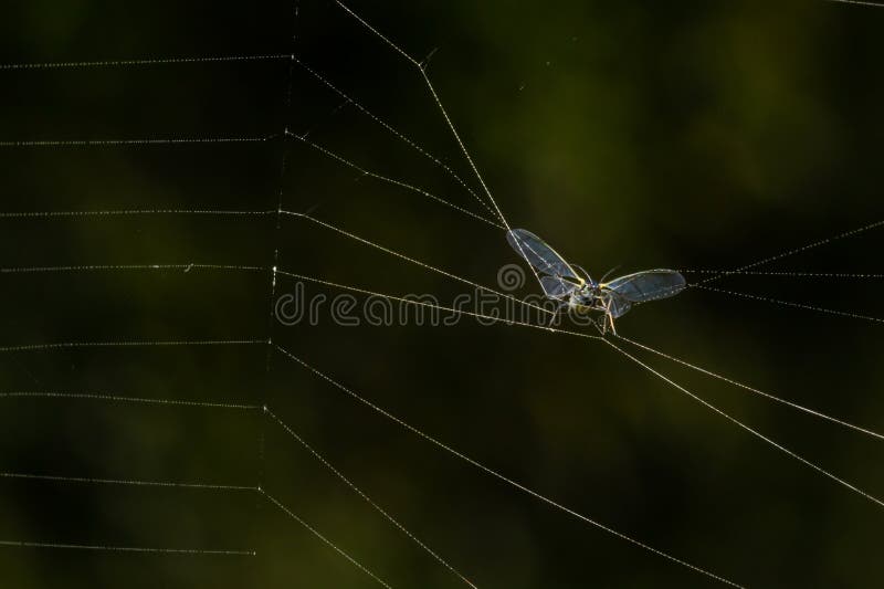 The Prey of the Spider in the Web, the Aphid Became Entangled in the ...