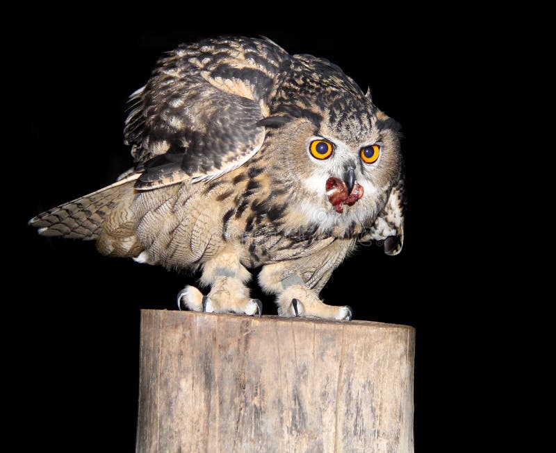 Eagle preying on dove stock photo. Image of branch, circling - 636110