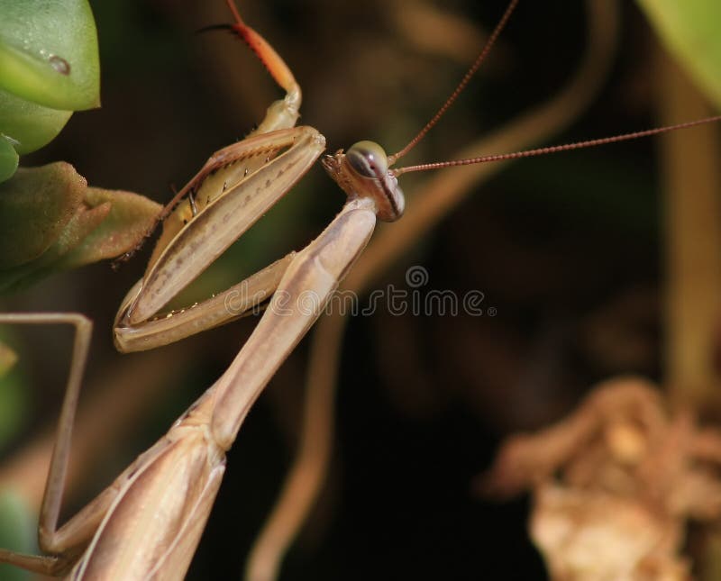 Preying Mantis stock photo. Image of macro, outdoor, mantis - 11201318