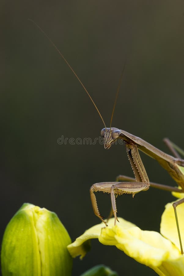Preying mantis stock image. Image of tenodera, hunting - 28849673