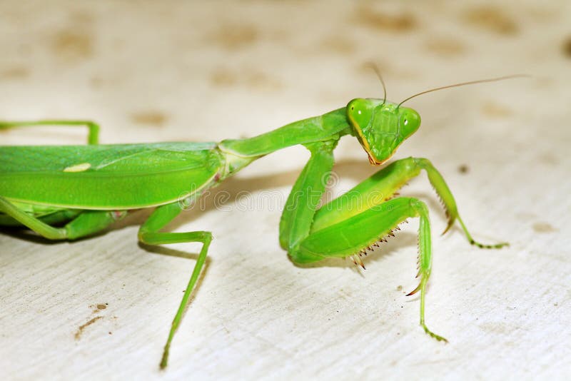 Preying mantis stock photo. Image of antenna, organism - 31821554