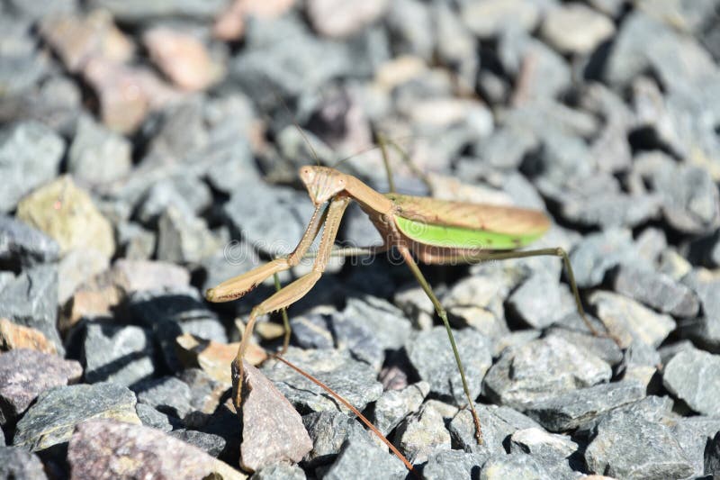 Preying Mantis Insect with a Triangular Shaped Head Stock Image - Image ...