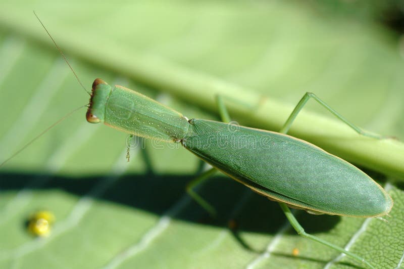 Preying Mantis Macro Picture. Image: 127740