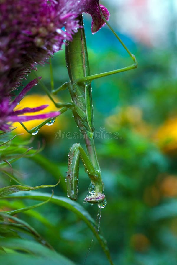 Preying Mantis stock image. Image of mantis, praying - 33119137