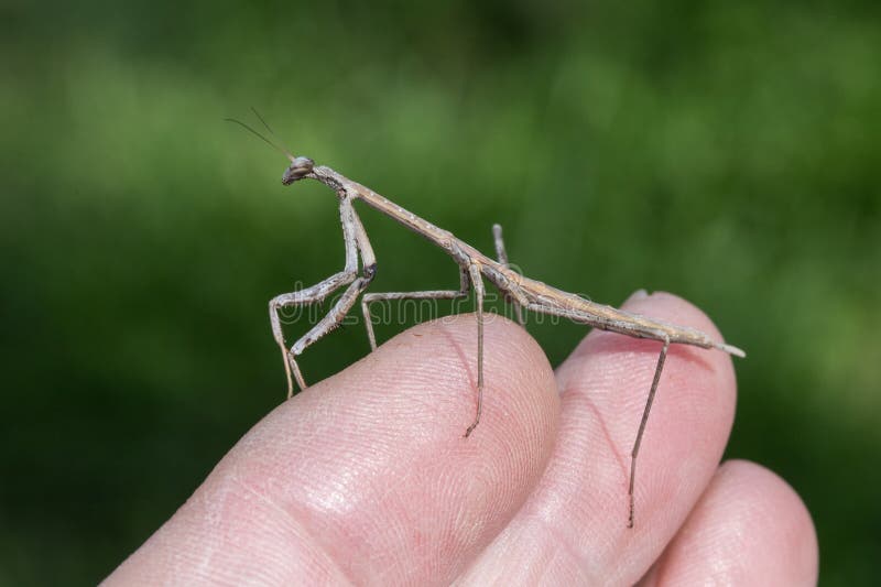 Preying Mantis stock photo. Image of mantodea, holding - 194004082