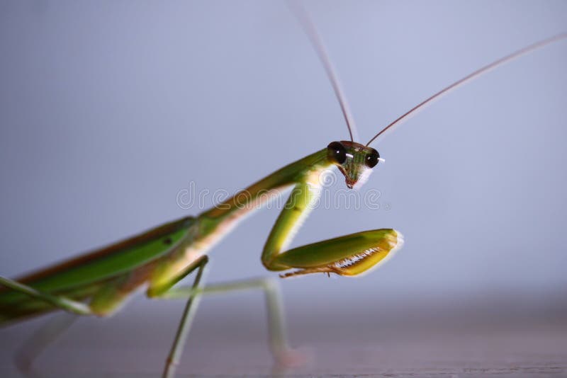 Preying mantis smling stock photo. Image of beetle, leaf - 257326678