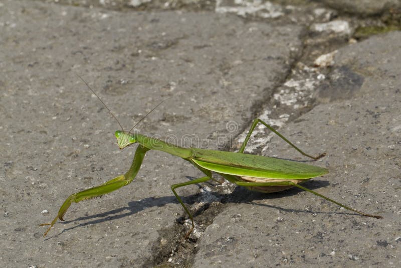 Preying Mantis Walking Across a Road Stock Photo - Image of mantis ...