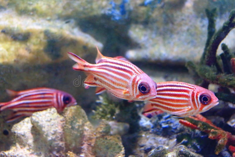 Priacanthidae fish stock image. Image of priacanthidae - 59920871