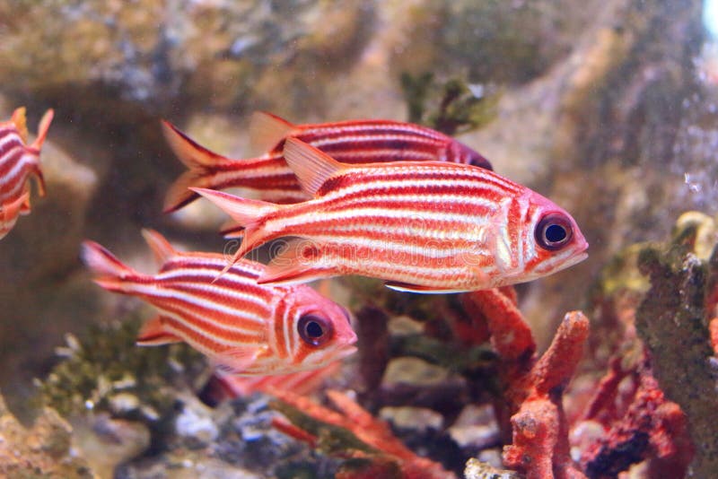 Priacanthidae fish stock image. Image of priacanthidae - 59920871