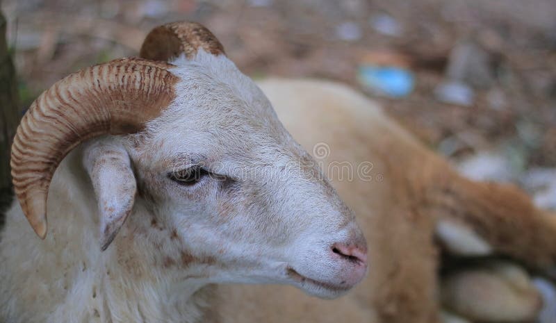 Priangan sheep stock photo. Image of capra, ketangkasan - 99107974