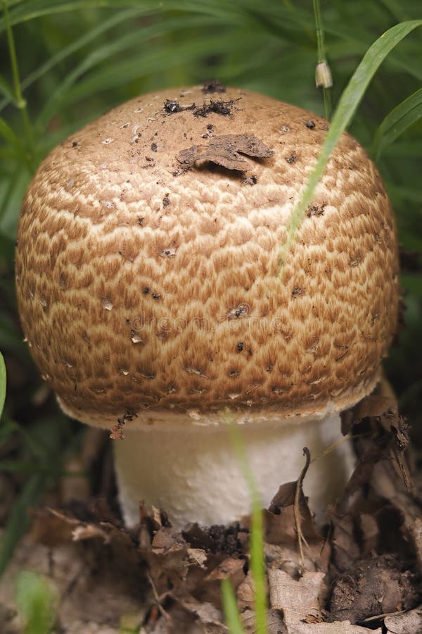 Agaricus Augustus the Prince, Basidiomycete Fungus of the Genus Agaricus. Edible Fungus Isolated ...