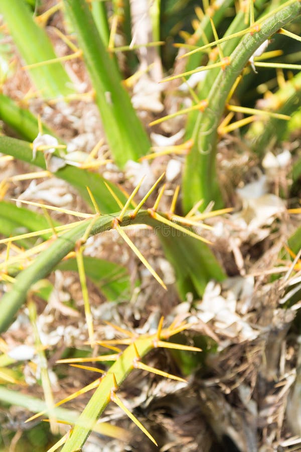 Pricker date palm stock image. Image of park, high, cape - 36114377