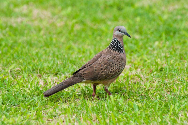 Prickig duva arkivfoto. Bild av indien, duva, prickigt - 96622708