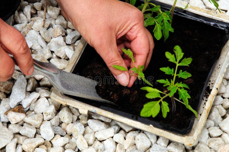Pricking Out Tomato Seedlings. Stock Image - Image of vegetable ...