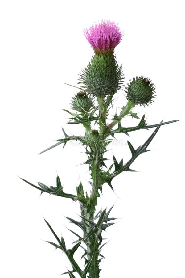 460+ Prickle Free Stock Photos - StockFreeImages