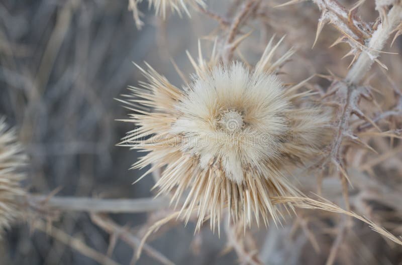 Prickle flower stock photo. Image of bloom, erect, fresh - 1816524