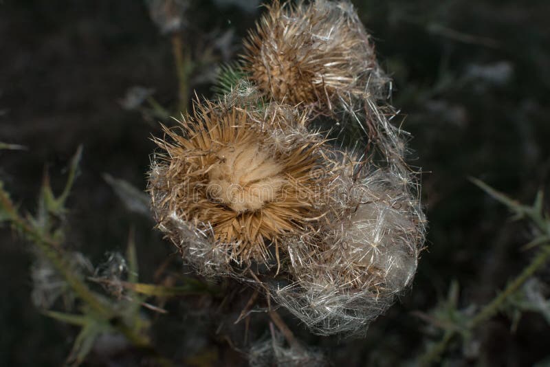 Prickle stock image. Image of petal, prickle, close, blue - 90817887