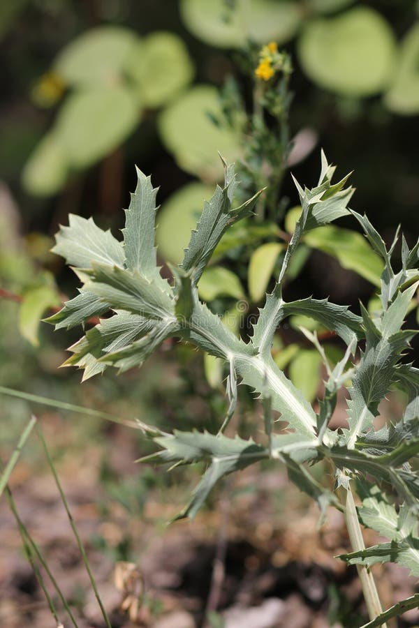The prickle plant stock photo. Image of summertime, green - 74003634