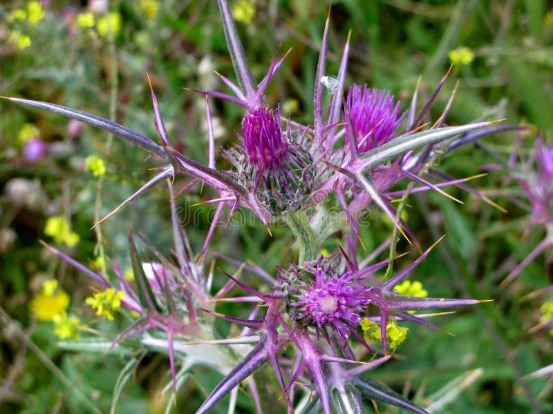Prickle stock photo. Image of macro, thorn, scratchy - 49406030