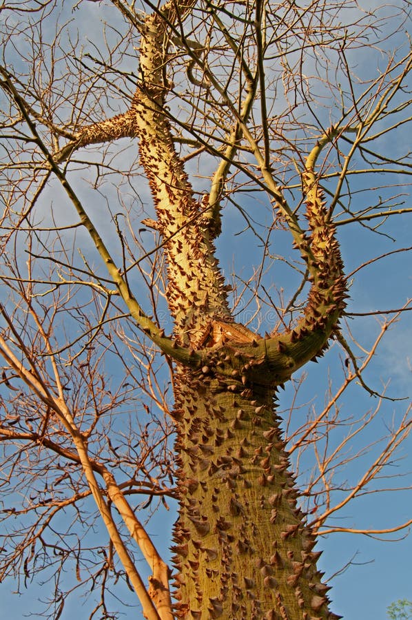 Prickle tree stock image. Image of prickly, coniferous - 30831009