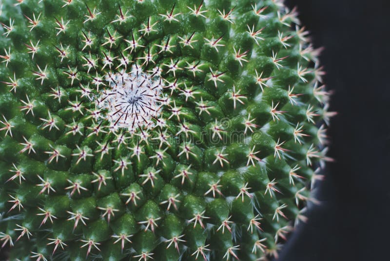 Εγκαταστάσεις, κάκτος, σπονδυλικές στήλες αγκαθιών και Prickles ...