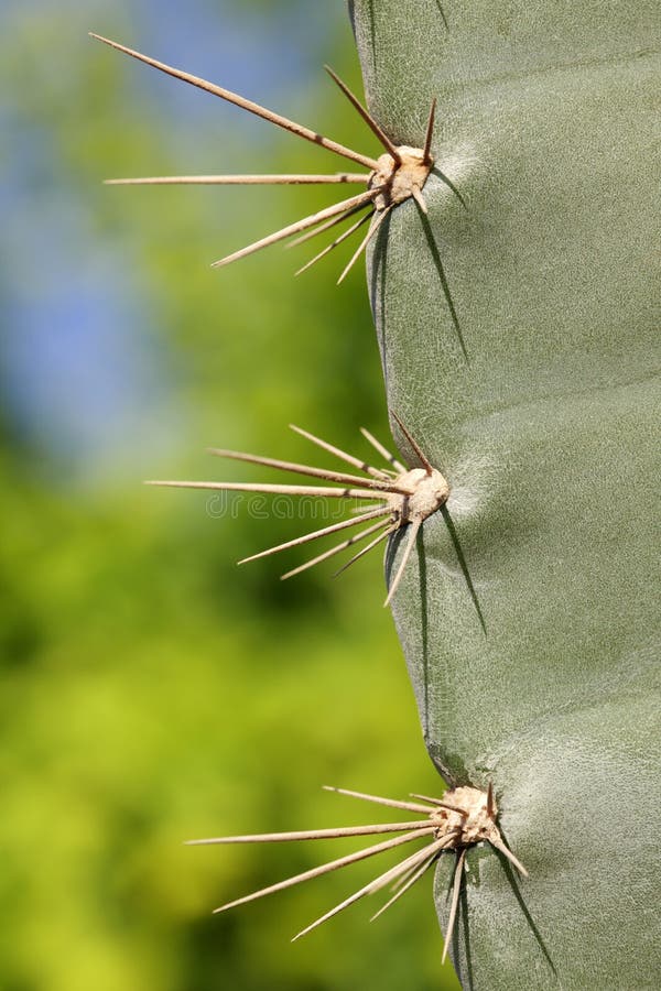 Cactus prickles stock photo. Image of desert, outdoor, thorn - 195812