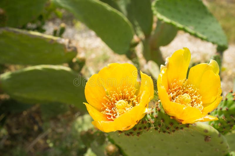 Prickling pear cactus stock photo. Image of stingy, bloom - 40955348