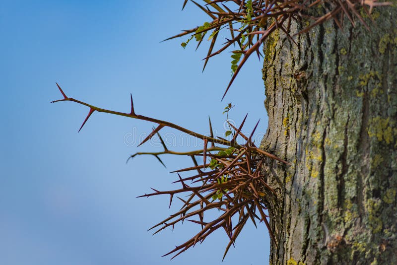 Prickly Acacia in Outback Queensland with Blue Sky Backgroune Stock ...