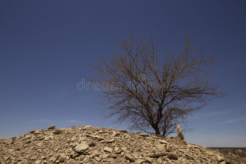 Prickly Acacia in Outback Queensland with Blue Sky Backgroune Stock ...