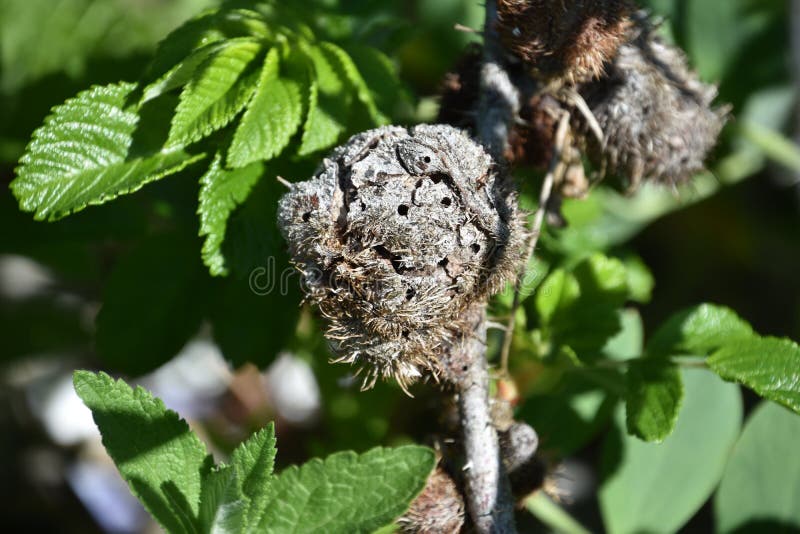 Prickly Seed Pods with Thorns and Briars Protruding Stock Photo - Image ...