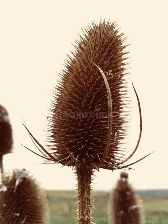 Teasel head stock photo. Image of winter, roadside, conical - 110151104