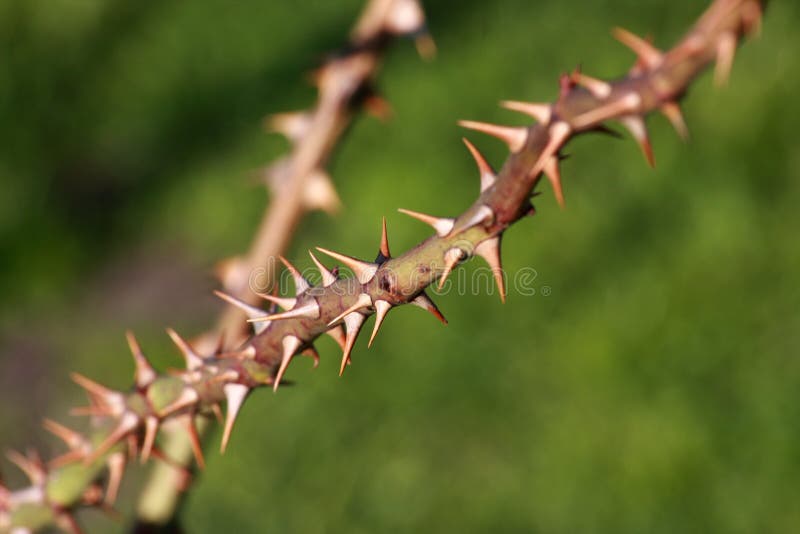 Prickly bush stock photo. Image of macro, garden, nature - 9058144