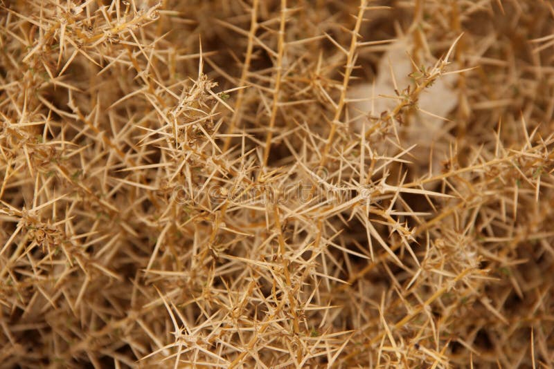 Prickly bush stock photo. Image of macro, garden, nature - 9058144