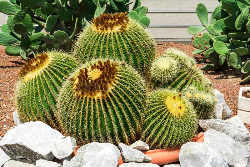 Prickly Cactus ball stock image. Image of landscaping - 70594325