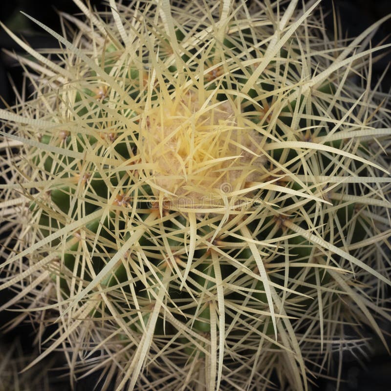 Spiny Succulent Stock Photos - Download 6,414 Royalty Free Photos