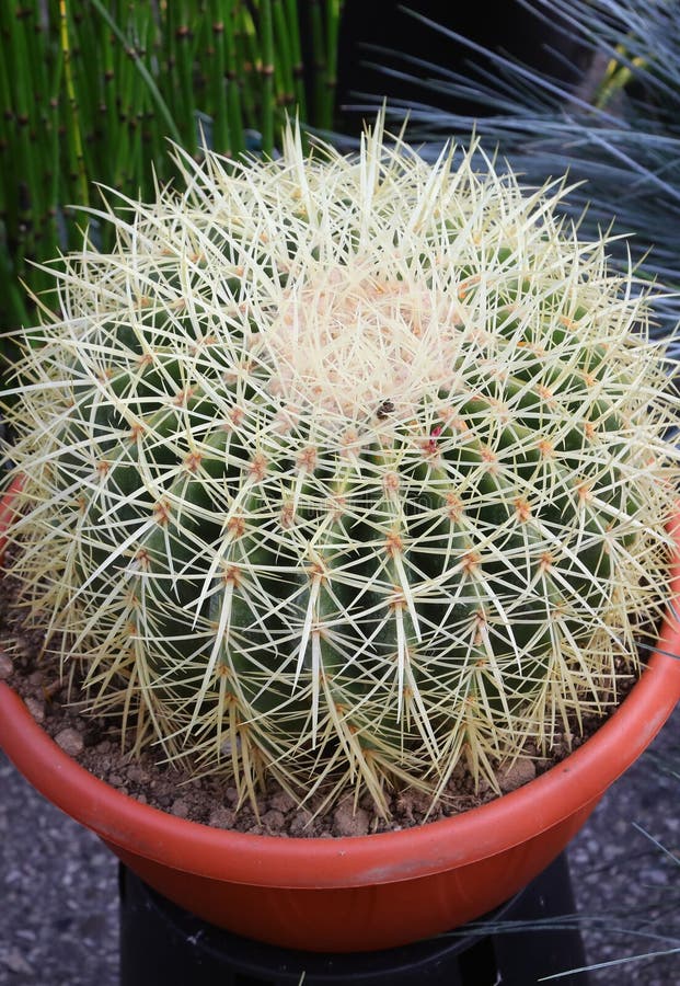 Prickly Cactus with Menacing Needle-sharp Spines in a Pot Stock Image ...