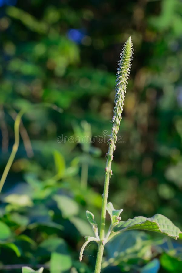 Prickly Chaff-flower stock photo. Image of herb, beautiful - 104965450