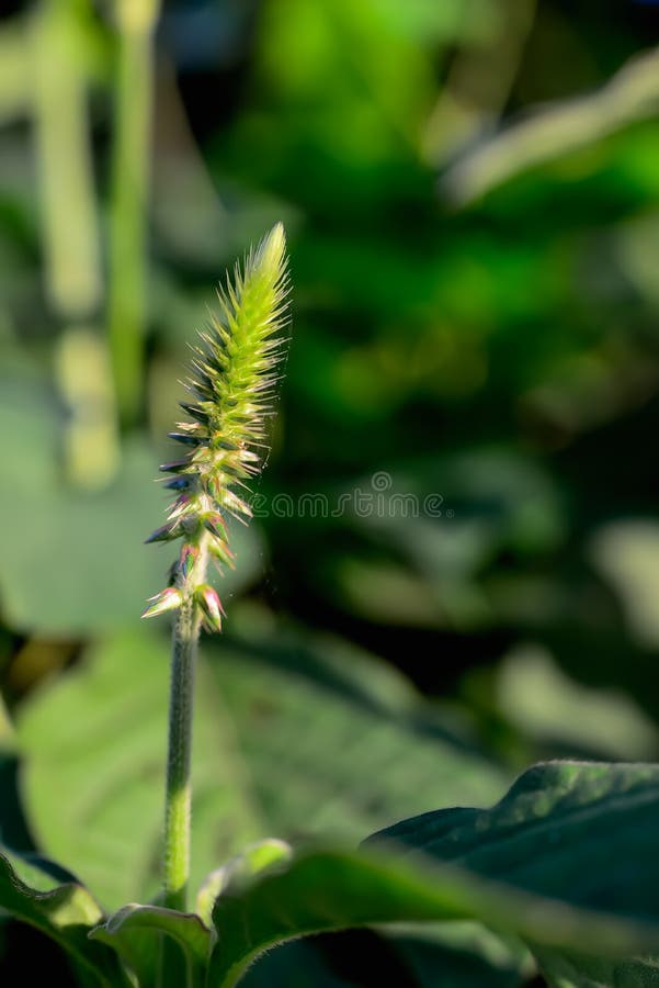 Chaff-flower-Achyranthes Aspera - Nayuruvi Stock Photo - Image of ...