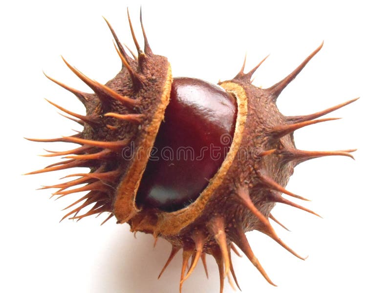 Prickly chestnut isolated stock photo. Image of ginger - 43019654