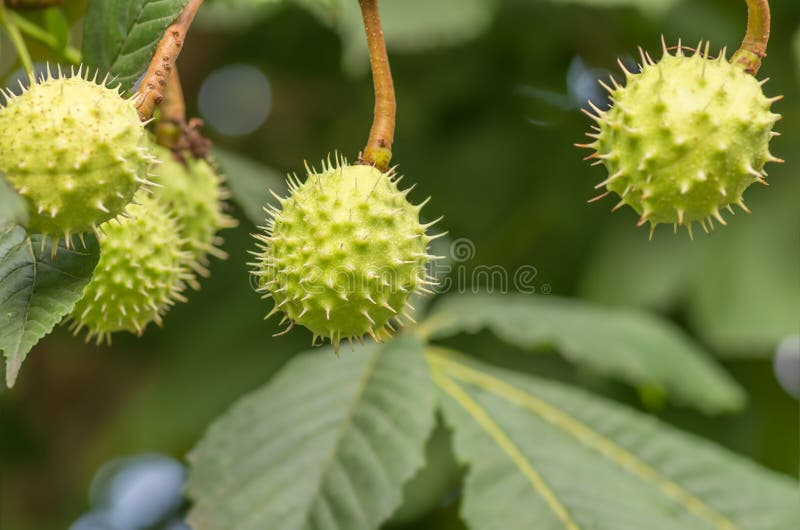 Prickly Chestnuts on Background Leaves Stock Photo - Image of natural ...
