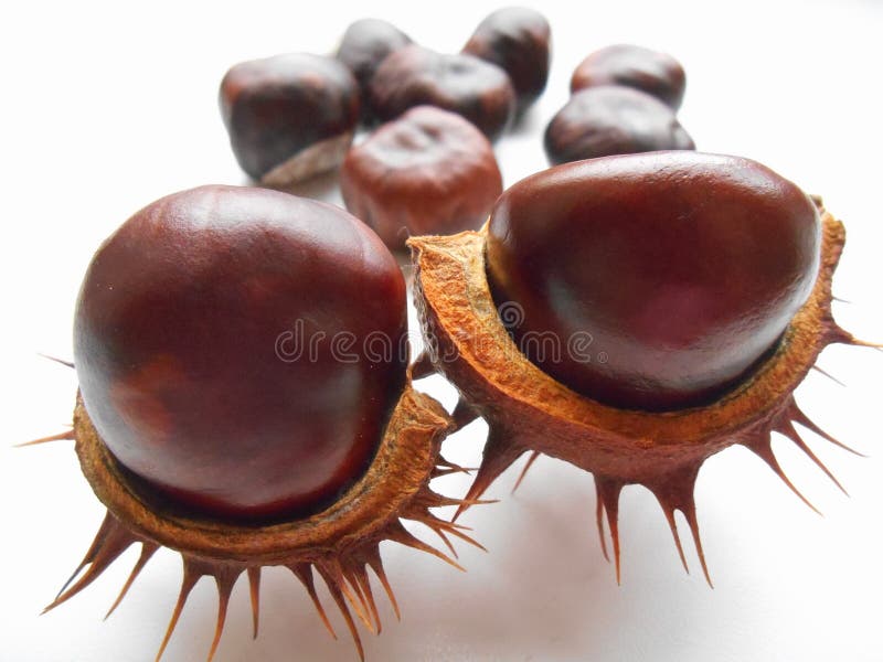 Prickly chestnuts stock photo. Image of prickly, flora - 43019456