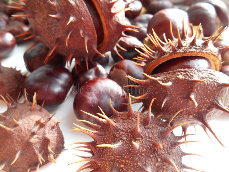 Prickly chestnuts stock photo. Image of chestnuts, beautiful - 43019562