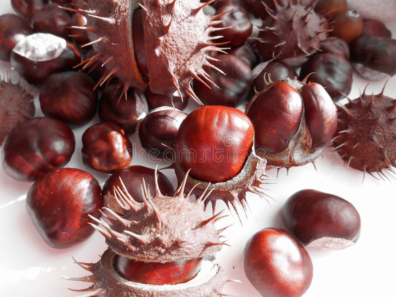 Prickly chestnuts stock photo. Image of texture, prickly - 43019604