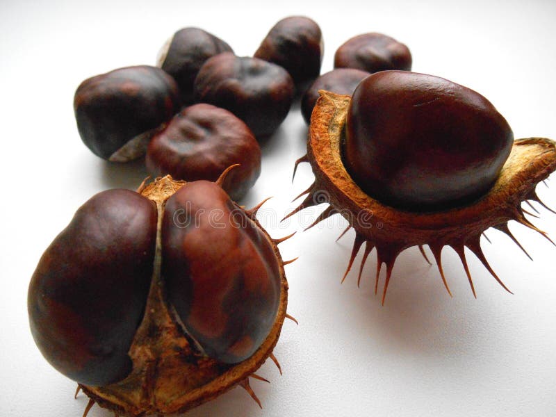 Prickly chestnuts stock image. Image of background, prickly - 43019635